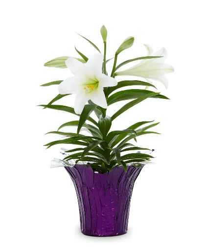 Easter Lily Blooming Plant in Rossville, GA - Ensign The Florist
