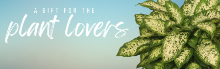 Plants from NAN'S BLOSSOM SHOP - your local TX Florist and Flower Sho